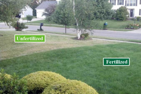 The How, Why, And When Of Lawn Fertilization…